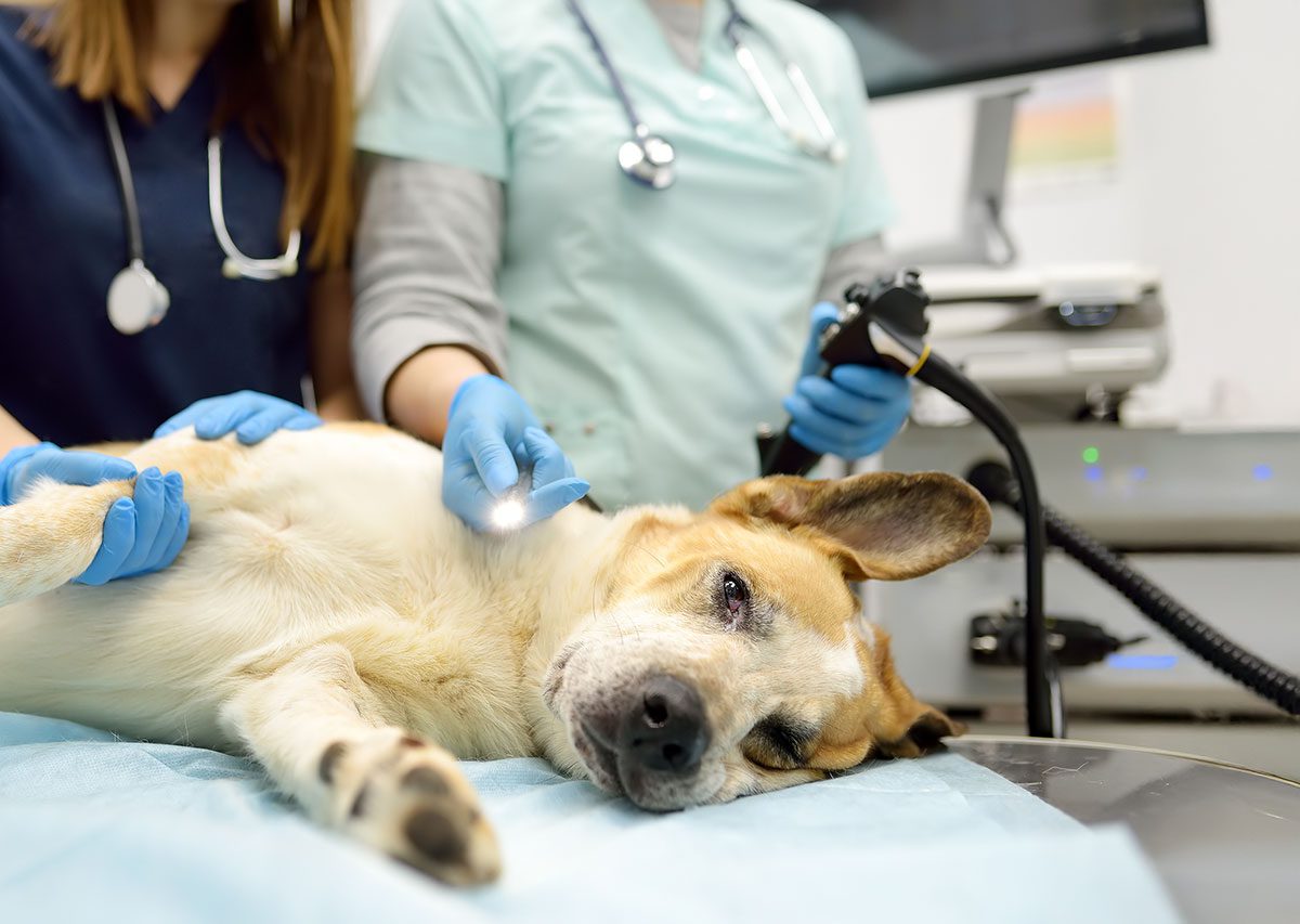 Cat & Dog Endoscopy Services in Warrenville, IL | Warrenville Grove ...
